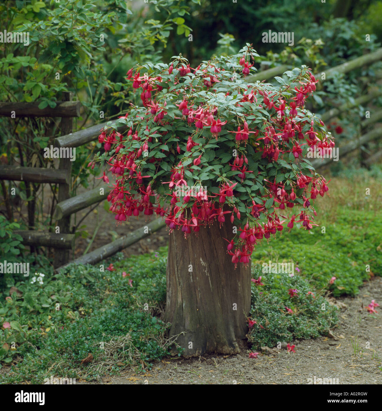 Red flowering fuchsia in cylindrical pot Stock Photo - Alamy
