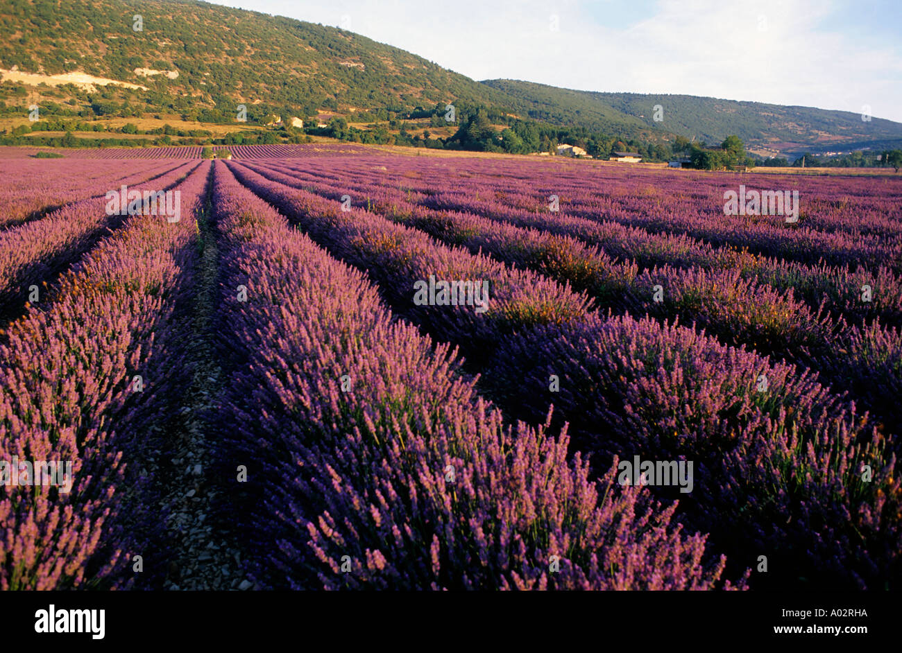 France lavender provence hi-res stock photography and images - Alamy