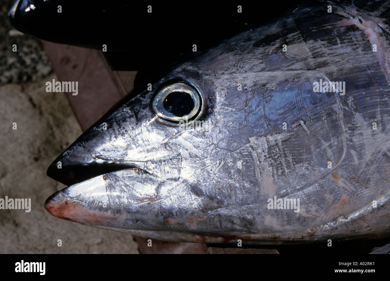 Tuna Fish Head Out Of Water Stock Photo - Alamy