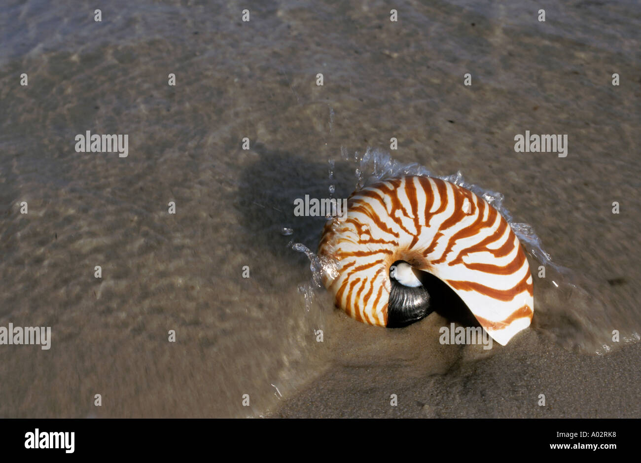 New Caledonian Nautilus Shellfish On Sand Stock Photo - Alamy
