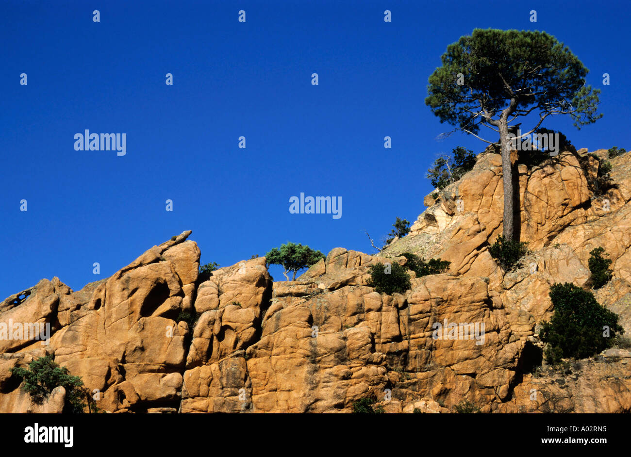 Tree growing on a cliff face hi-res stock photography and images - Alamy
