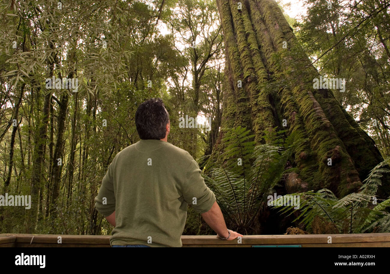Melba gully hi-res stock photography and images - Alamy