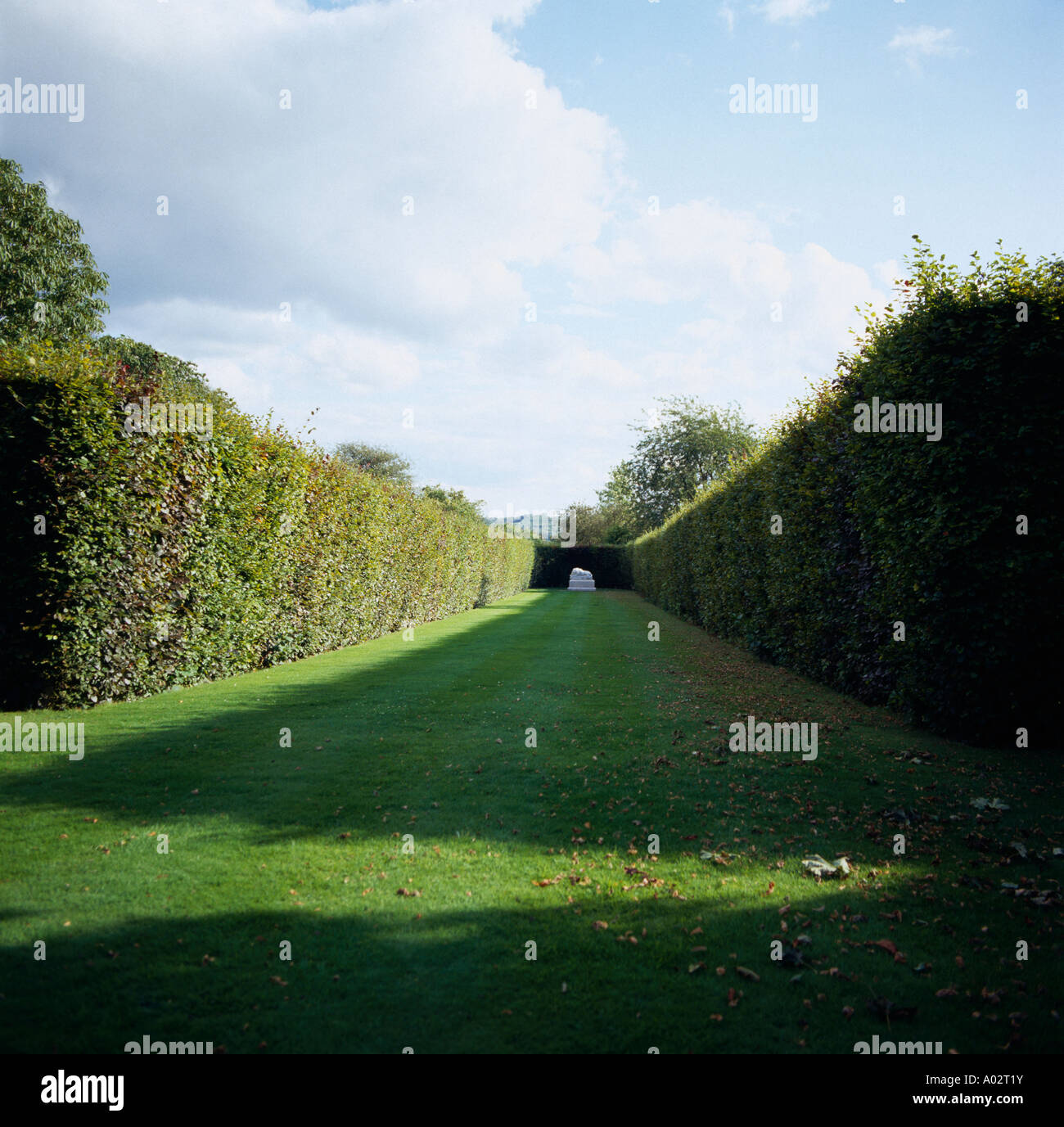 Rectangular lawn between clipped beech hedges in large country garden ...