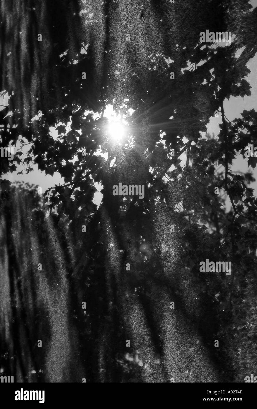 Multiple light beams hi-res stock photography and images - Alamy