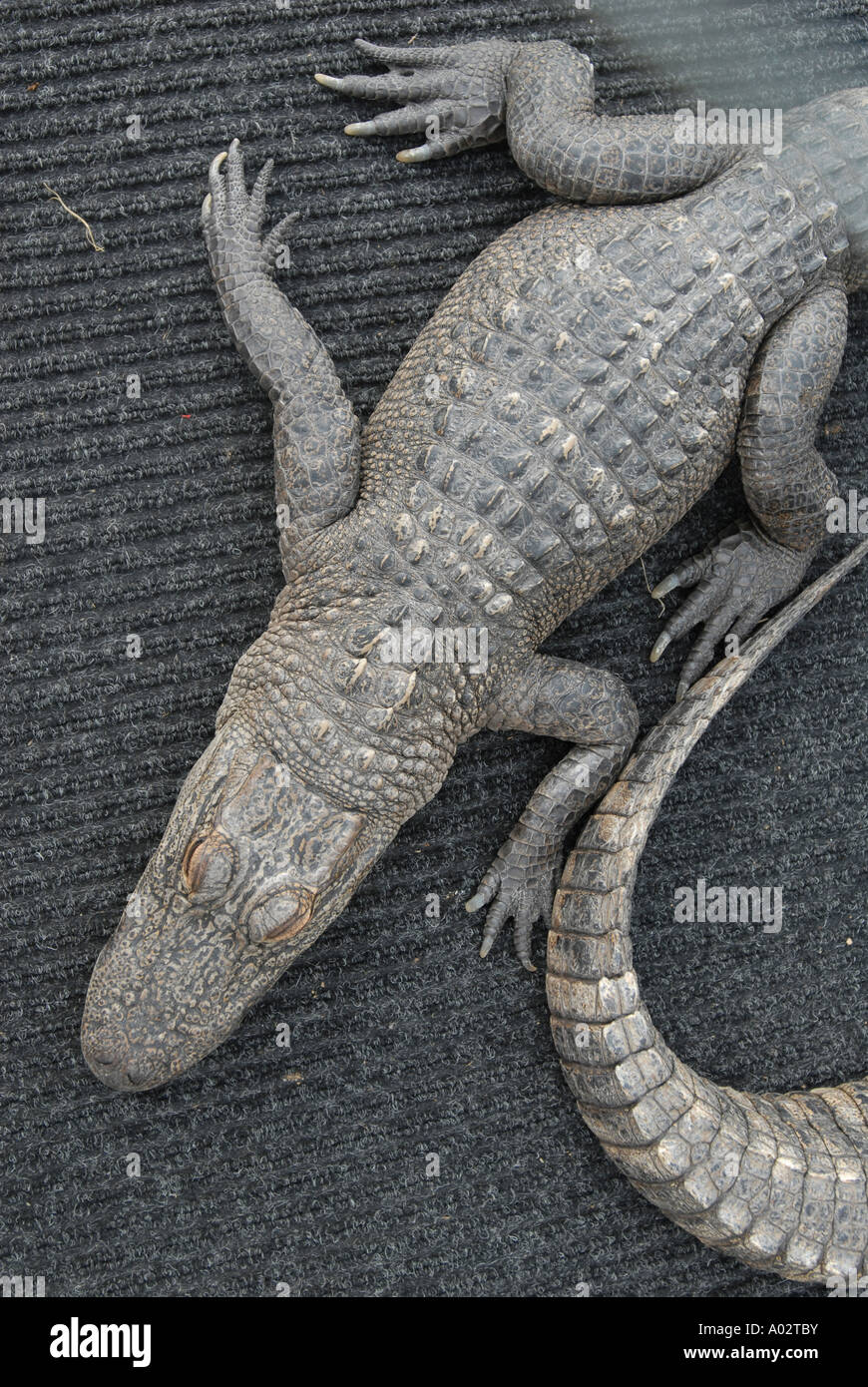 Alligators from above Stock Photo - Alamy