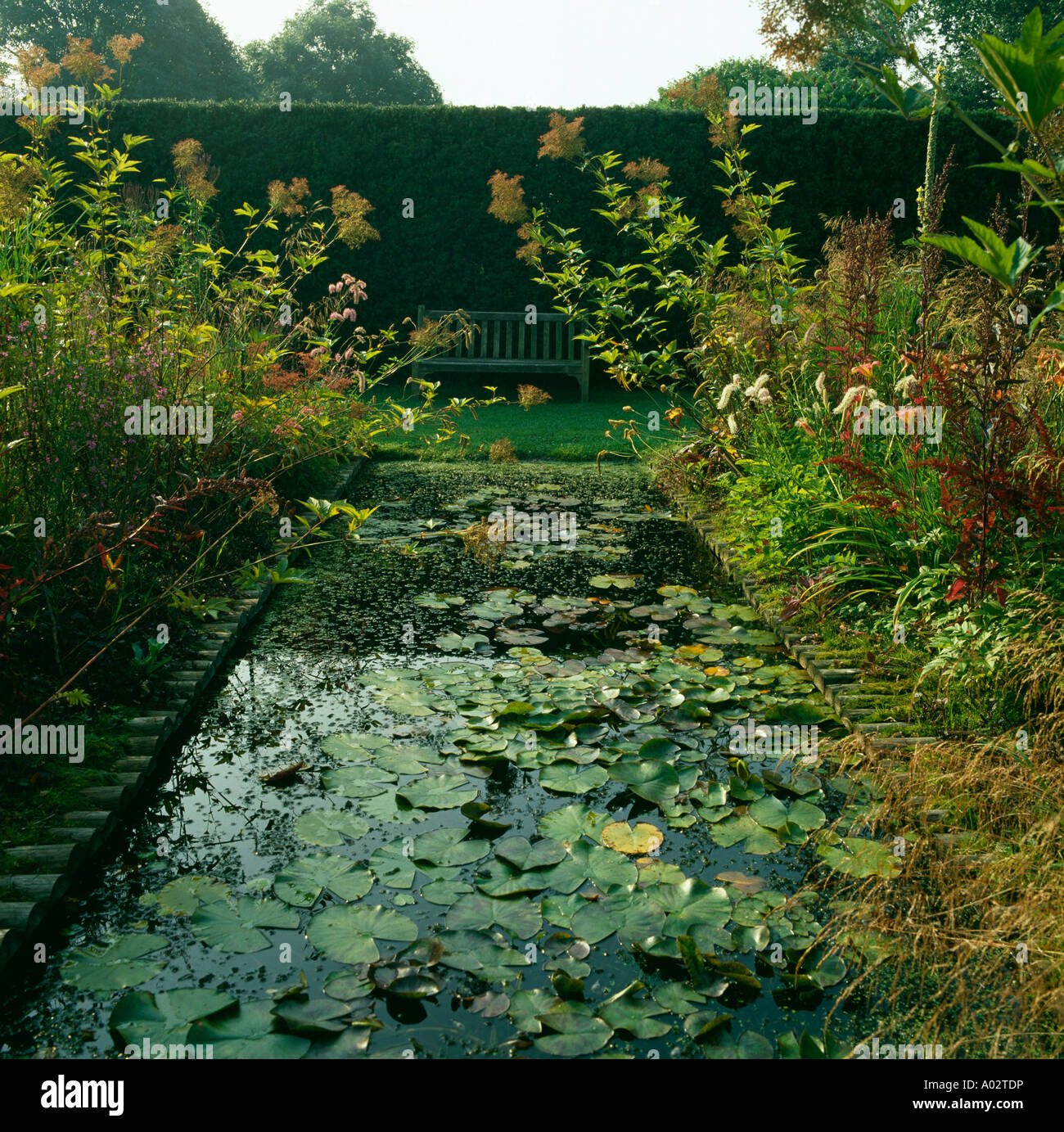 Narrow formal rectangular pond with waterlilies between perennial beds ...