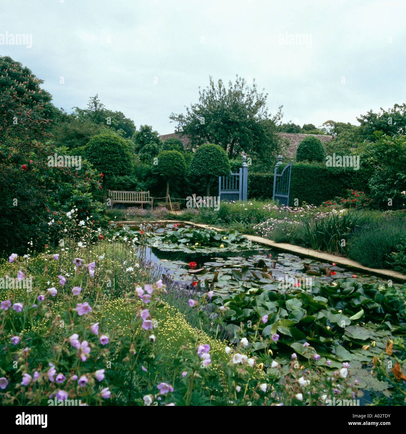 Large rectangular garden pond with waterlilies beside flowering border ...