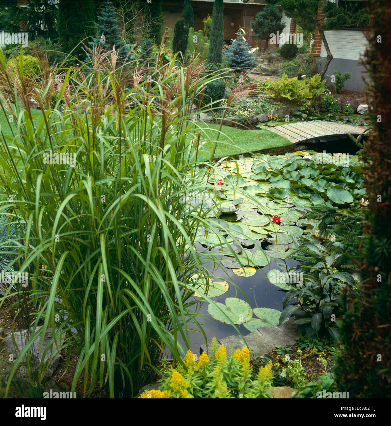 Grasses beside garden pond hi-res stock photography and images - Alamy