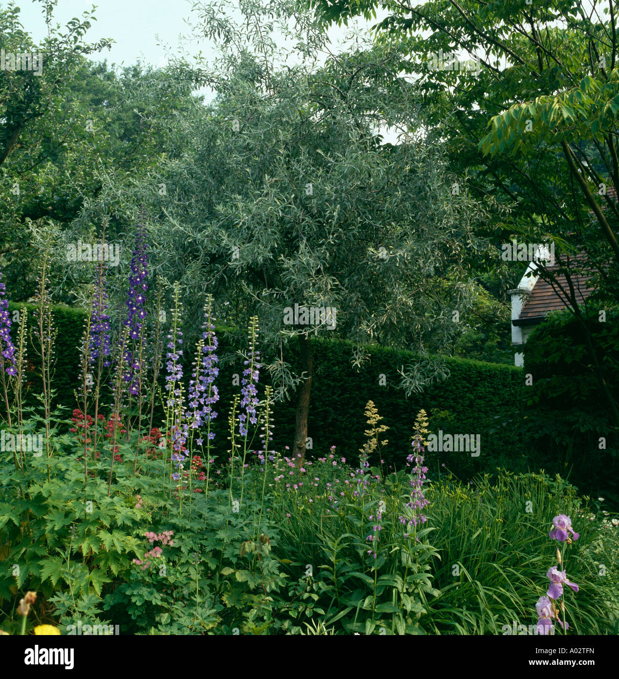Blue Delphiniums in summer garden border Stock Photo - Alamy