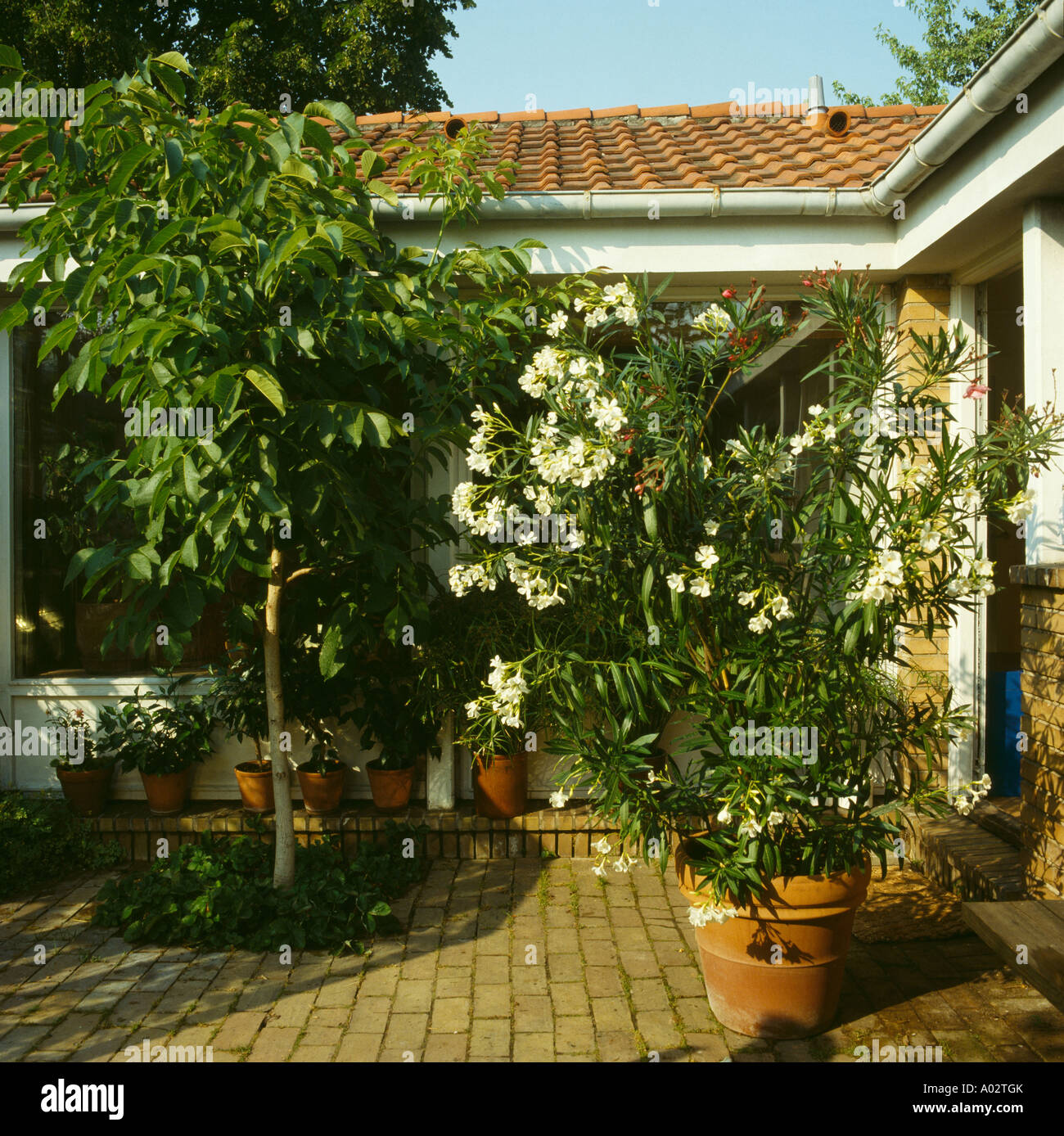 White Oleander in terracotta pot on Mediterranean terrace Stock Photo ...