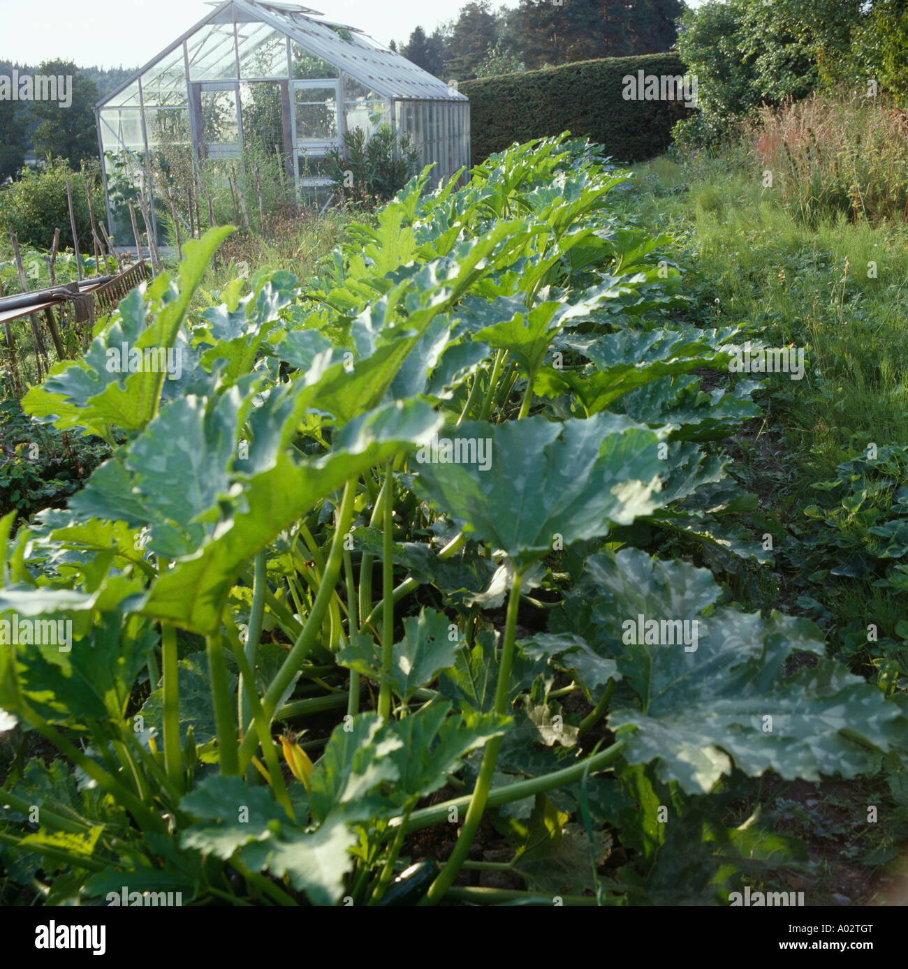 Courgettes growing in country vegetable garden with greenhouse in ...