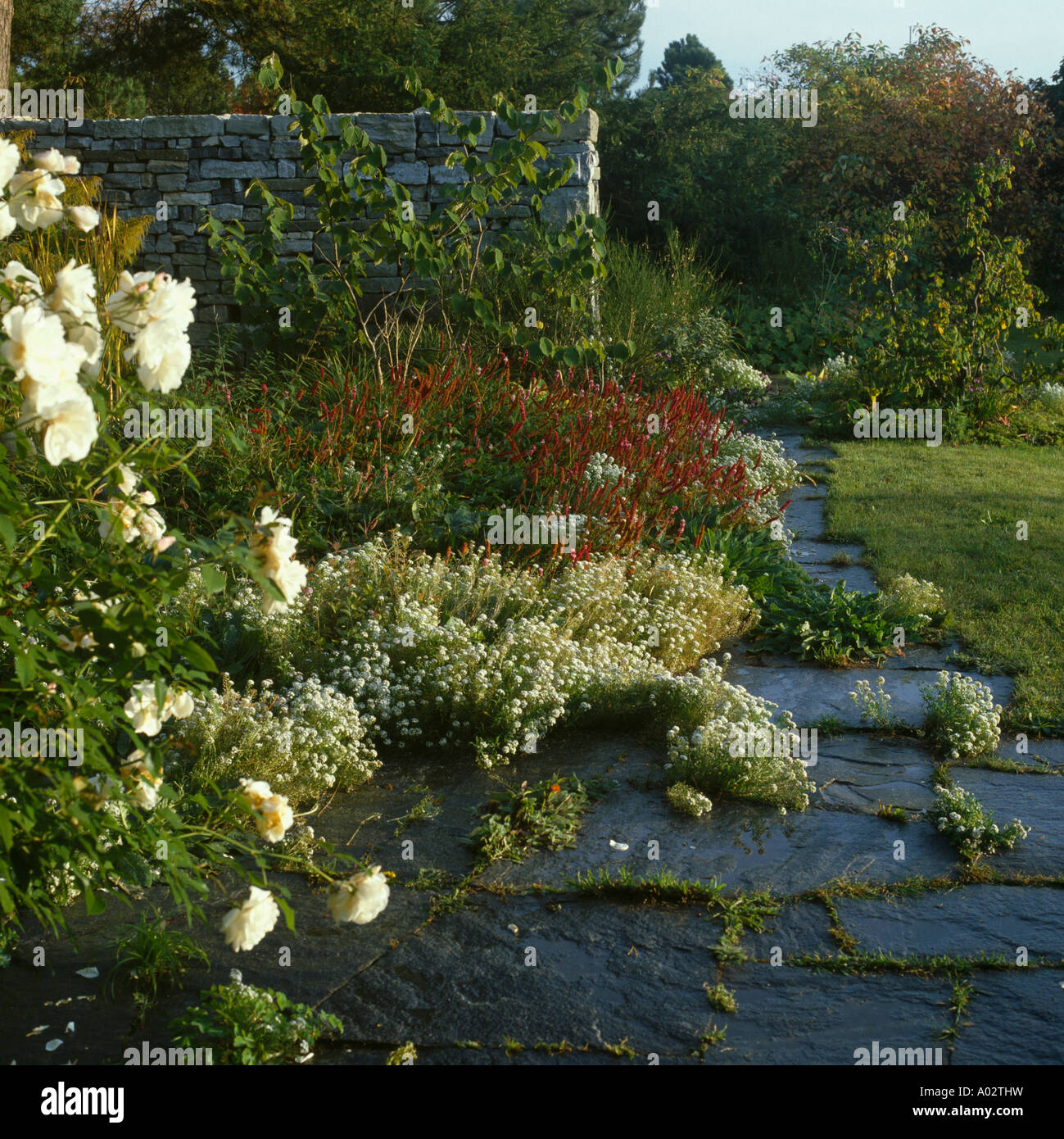White rose on stone paving after rain Stock Photo - Alamy