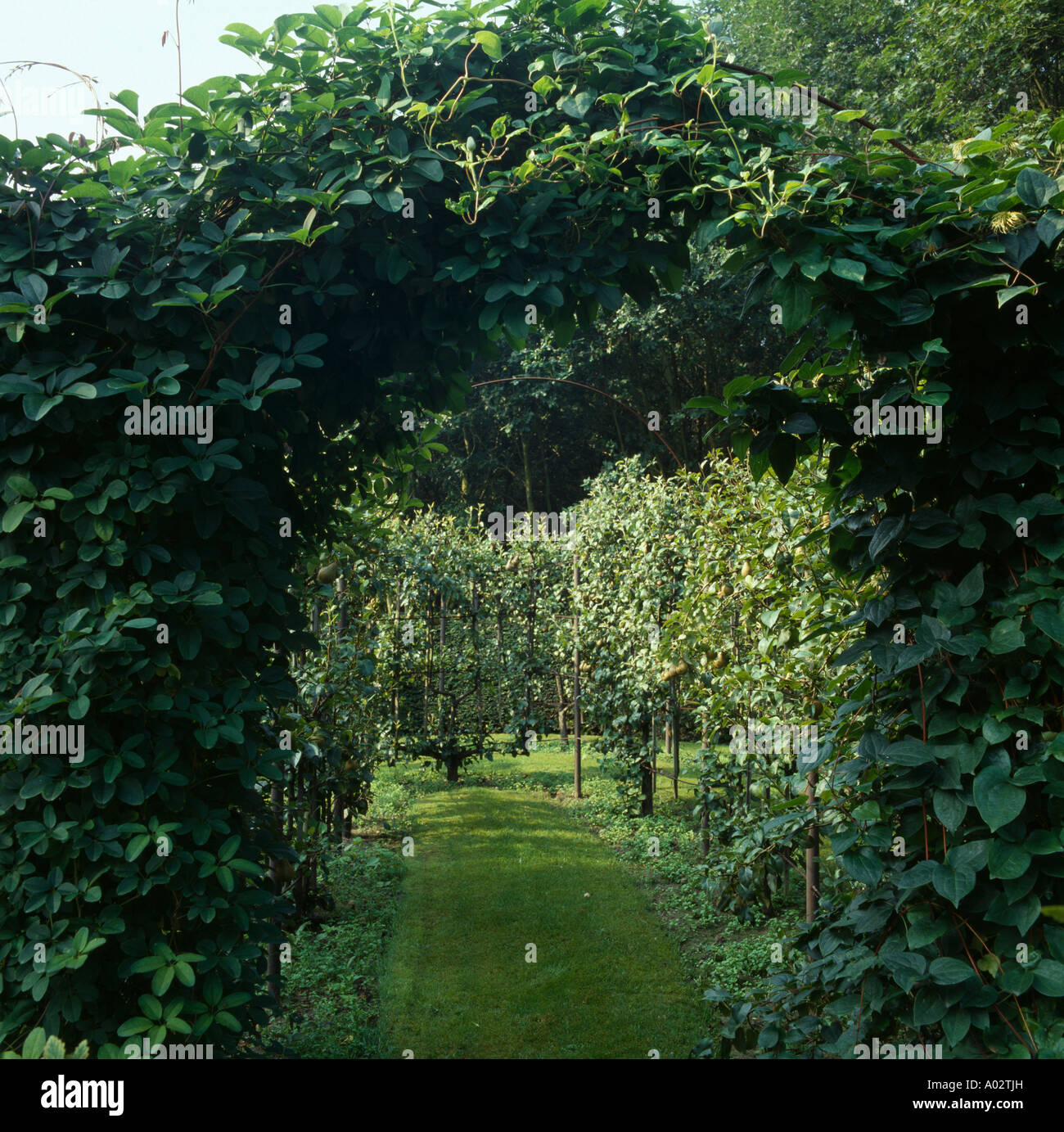 Grass path beneath ivy arch with view to field Stock Photo - Alamy