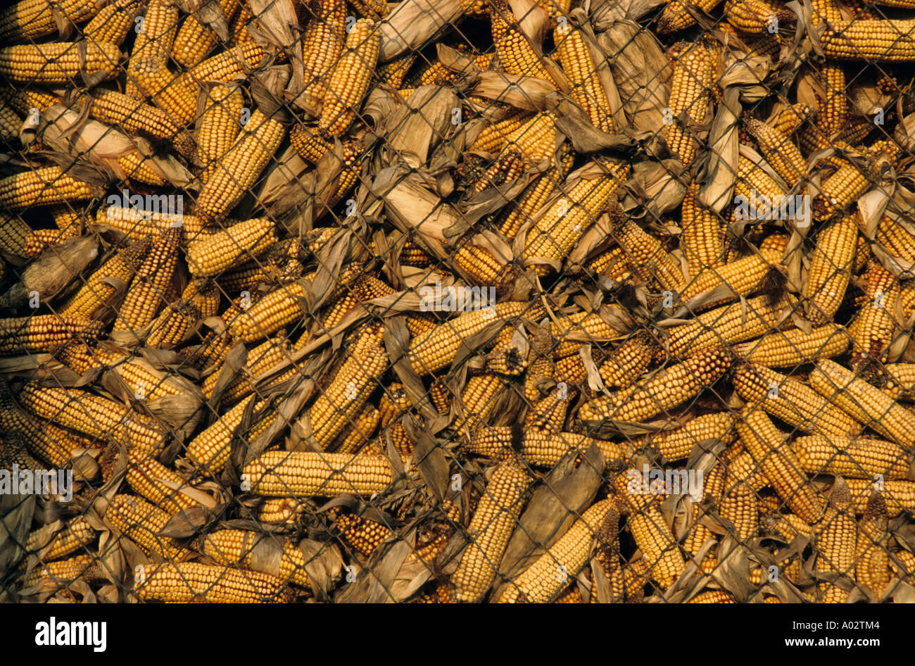 Vegetable cages hi-res stock photography and images - Alamy