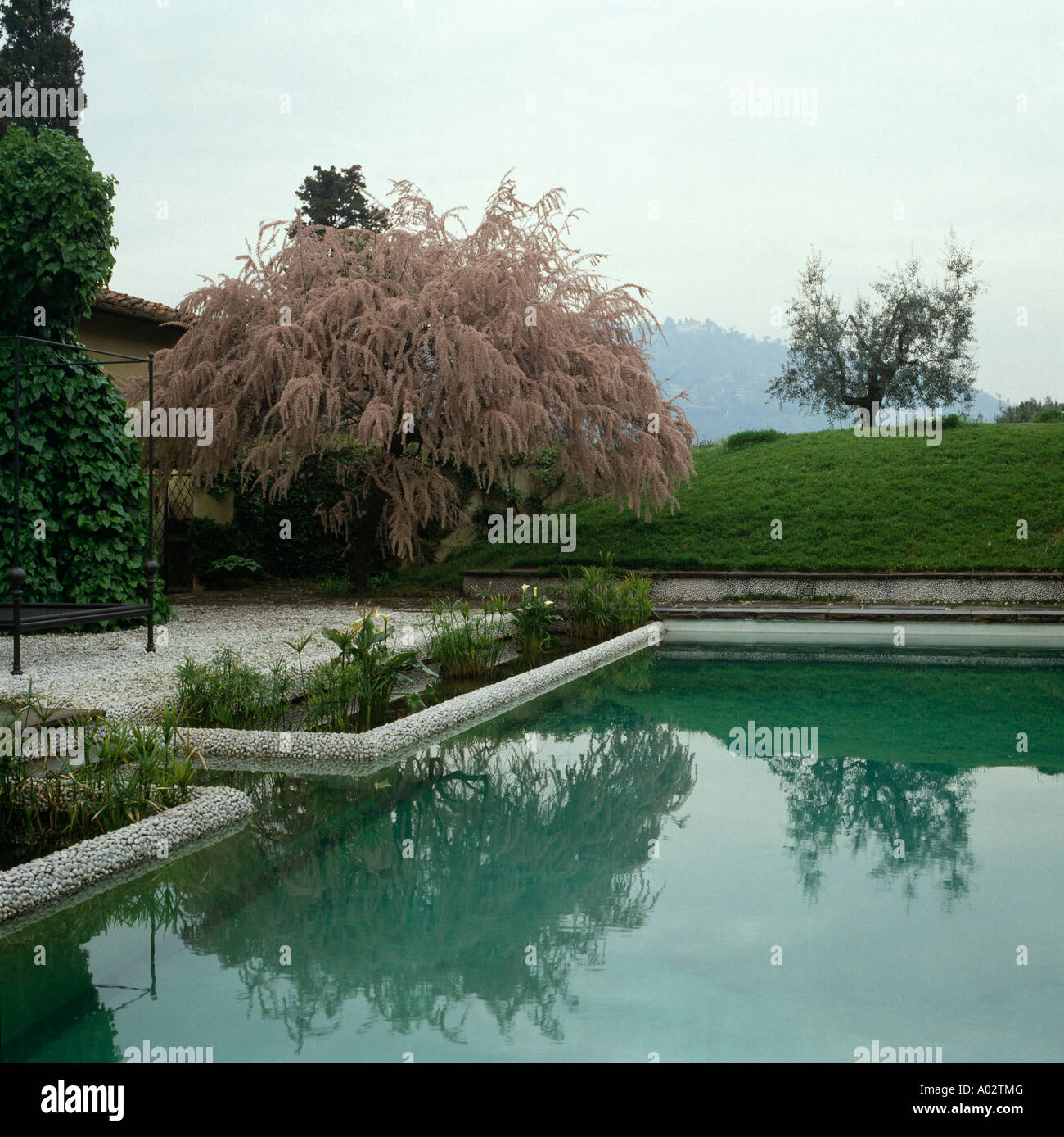 Tamarisk tree beside large rectangular swimmingpool in Italian country ...