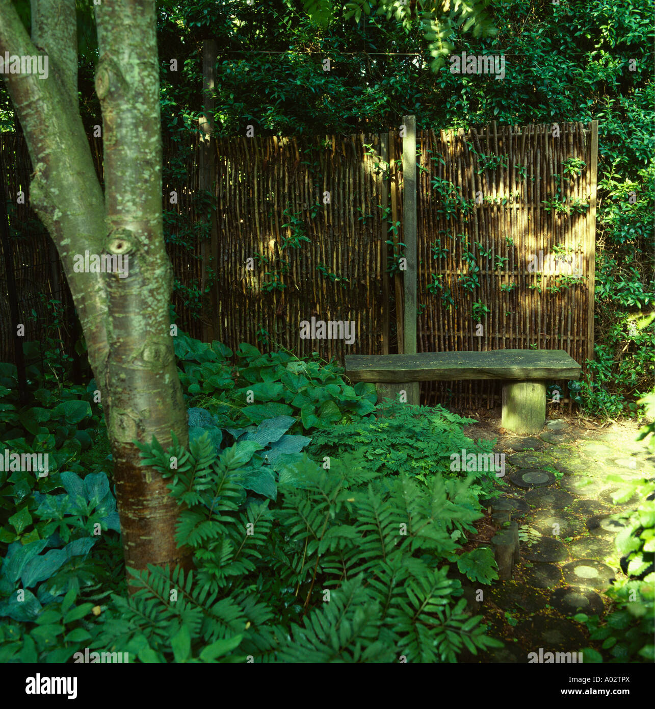 Underplanting tree hi-res stock photography and images - Alamy