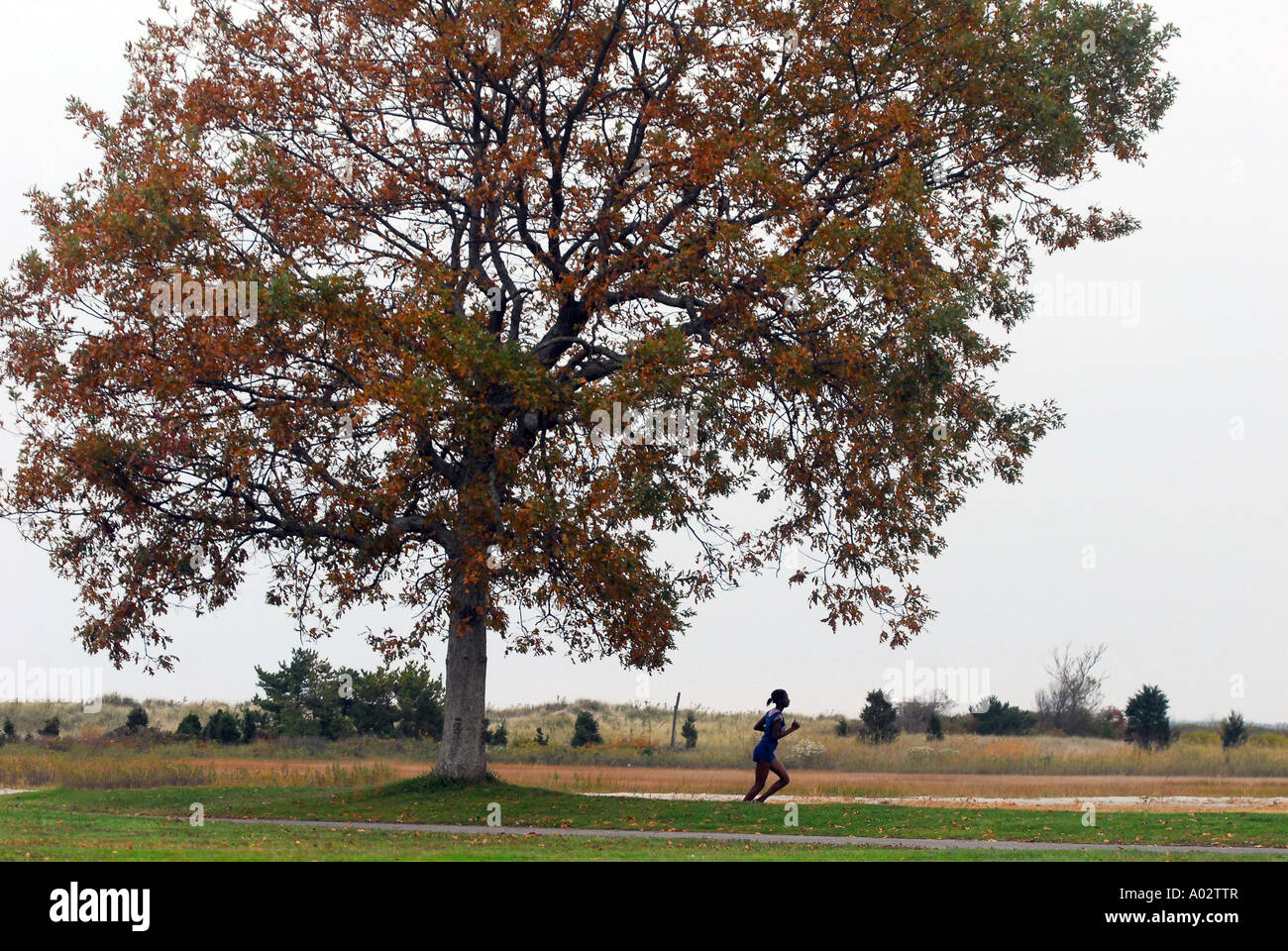 A lone female runner runs on an empty country road under a tree ...