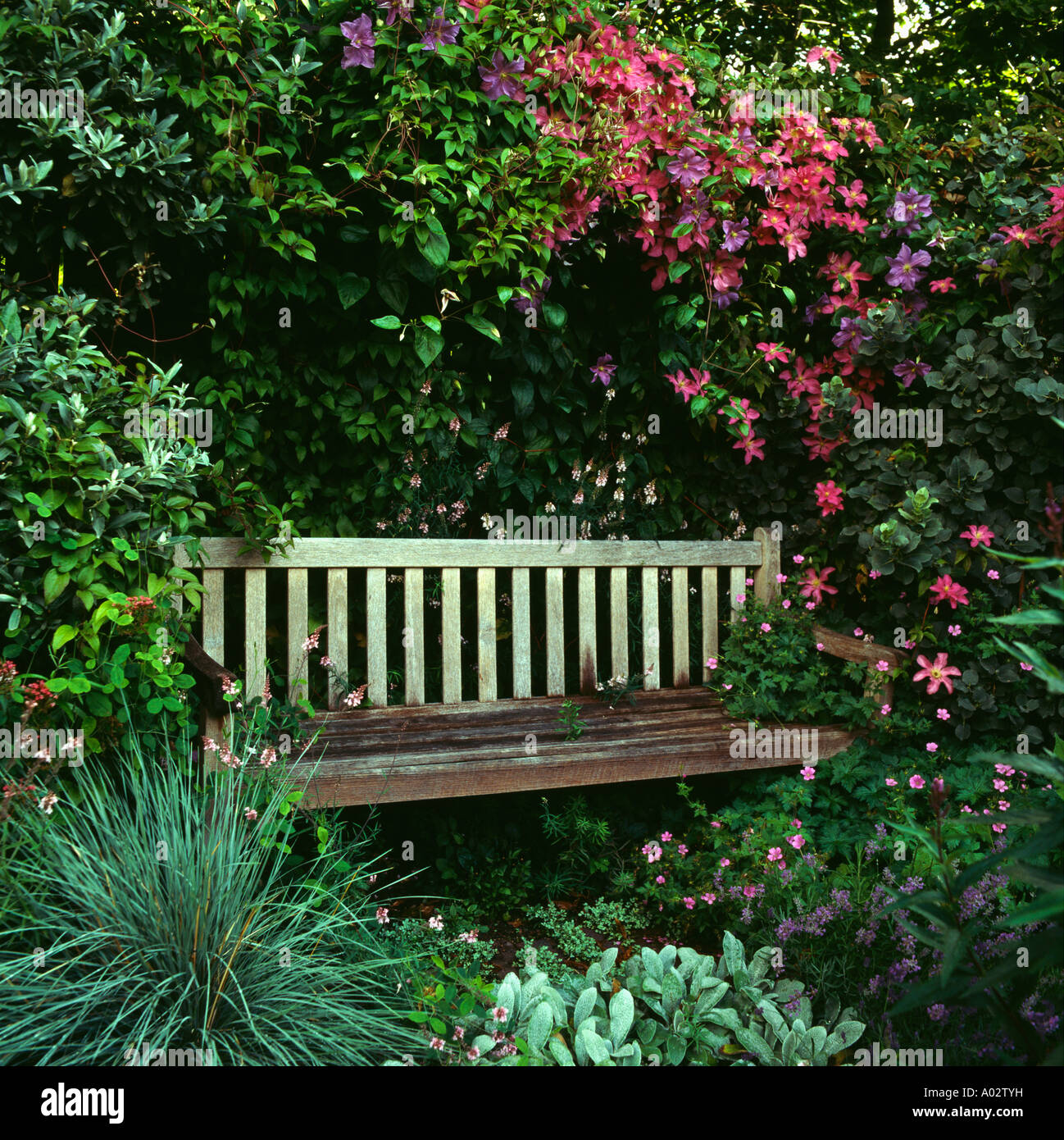 Wooden garden bench against pink and purple clematis climbing through ...