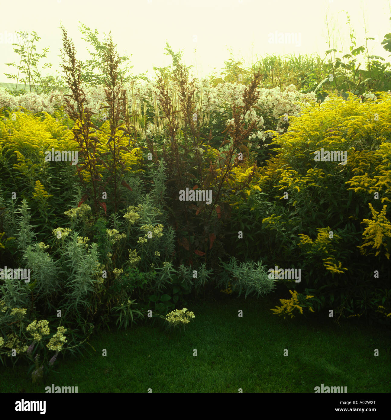 Artemisia lambrook mist hi-res stock photography and images - Alamy