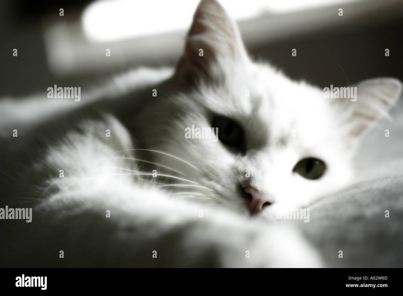Aging white cat relaxing on a bed Stock Photo - Alamy