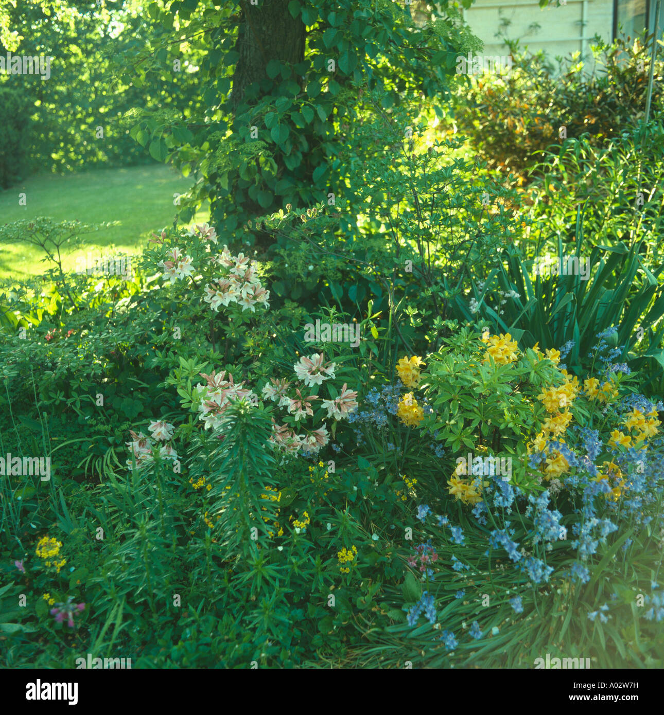 Yellow and cream azaleas growing beneath tree in shady corner of ...