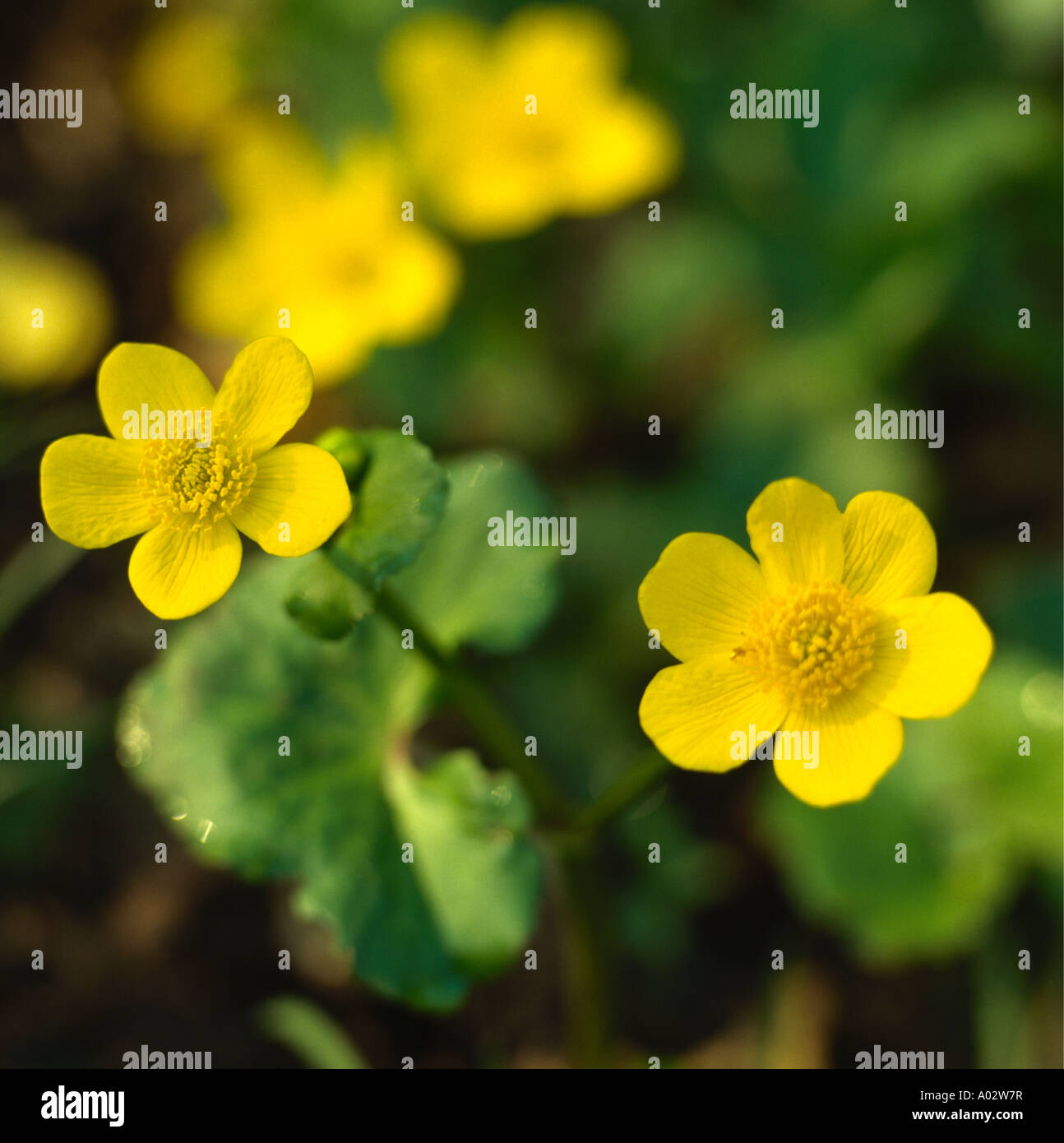 Buttercup border hi-res stock photography and images - Alamy