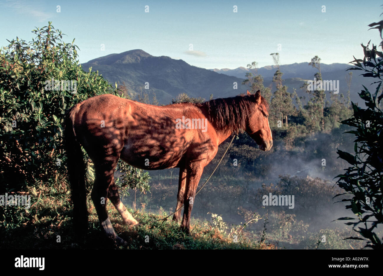 Farm. Horse. Andes. Ecuador. South America Stock Photo - Alamy