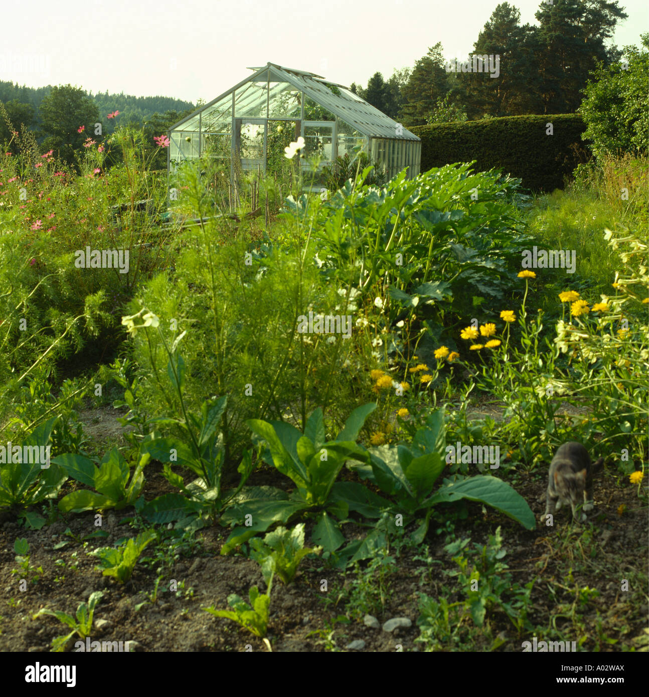 Overgrown borders hi-res stock photography and images - Alamy
