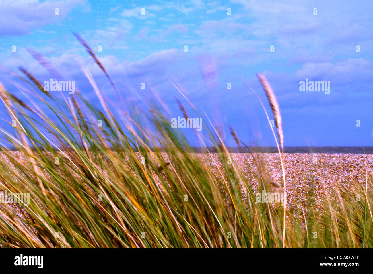windswept grass on beach Stock Photo - Alamy