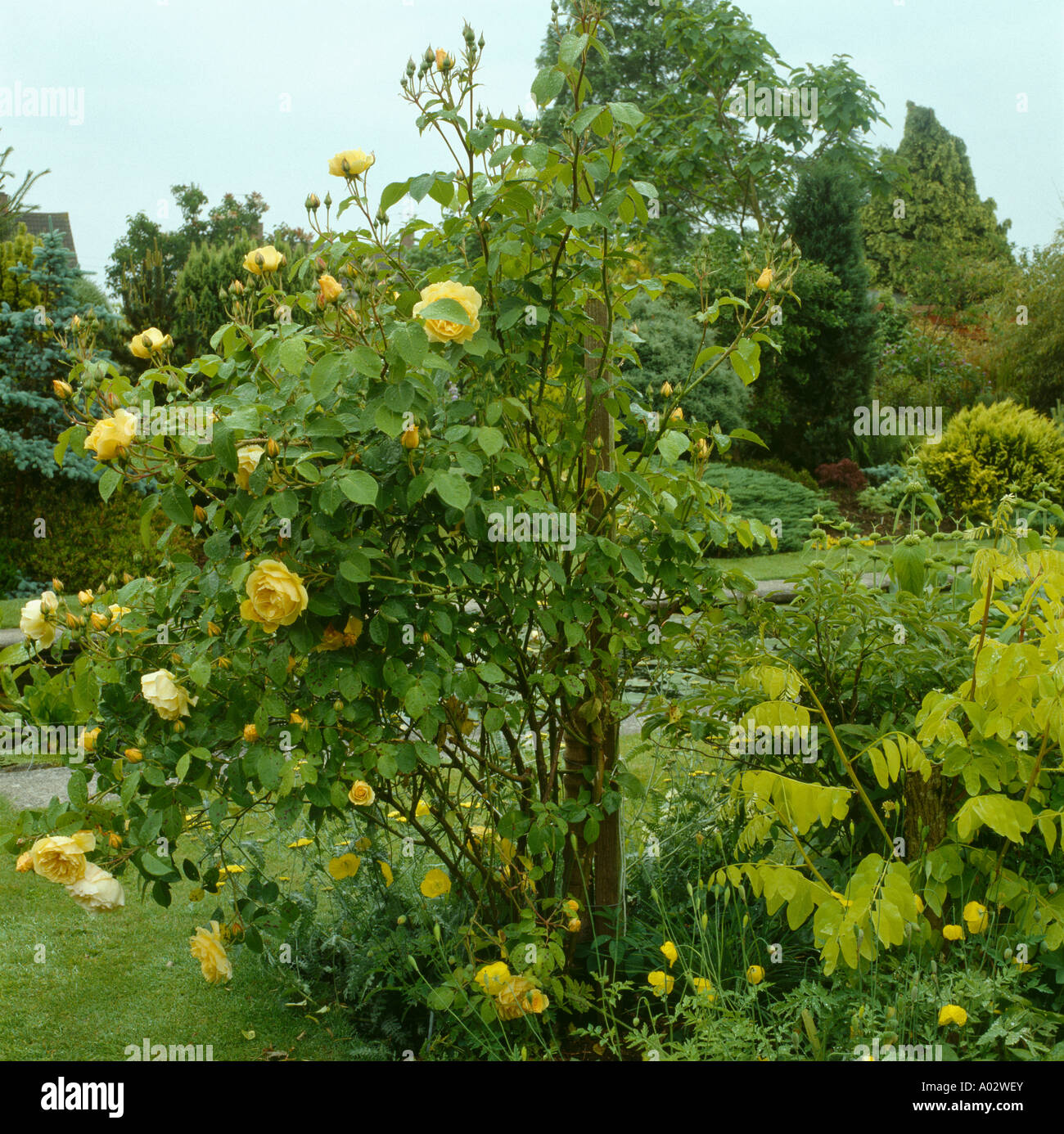 Country garden rose hi-res stock photography and images - Alamy