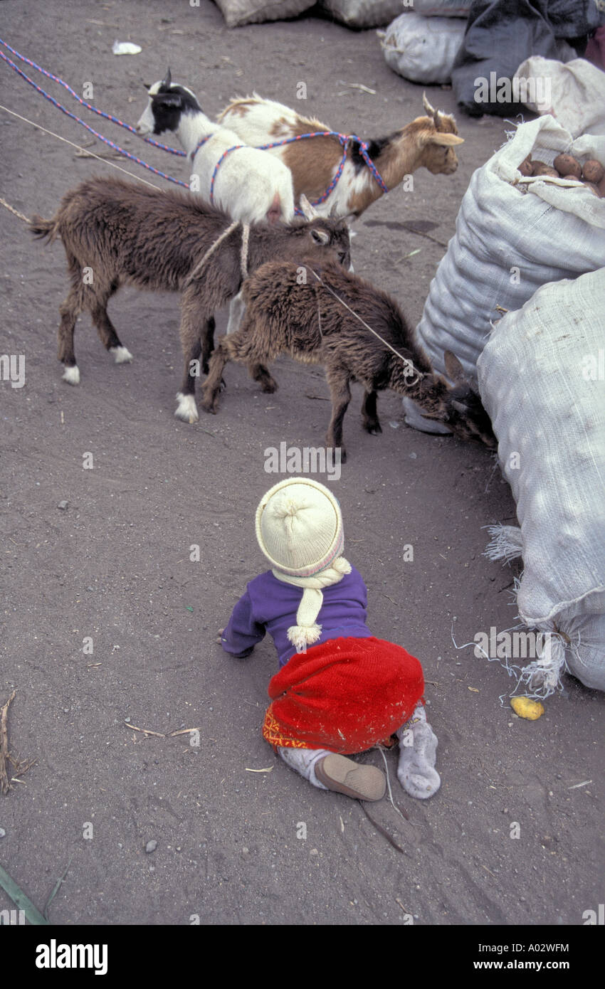 Potato farm ecuador hi-res stock photography and images - Alamy