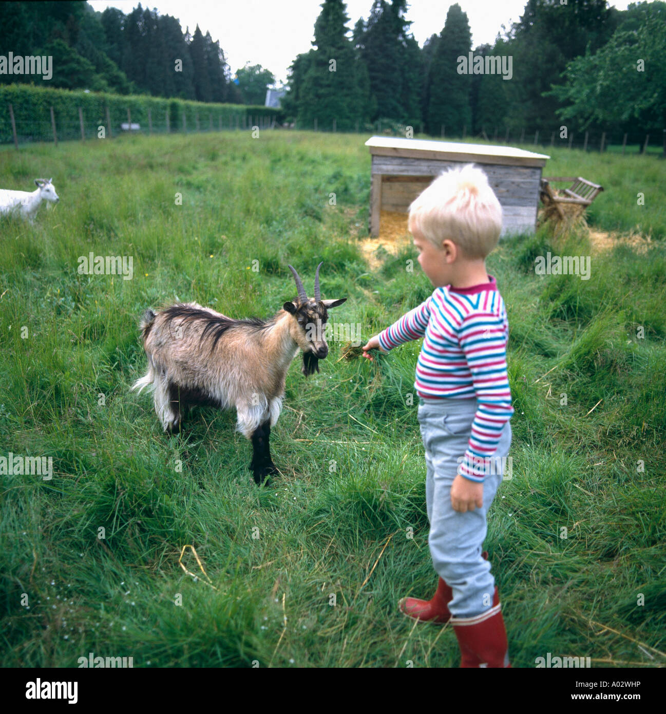 Children with goats hi-res stock photography and images - Alamy