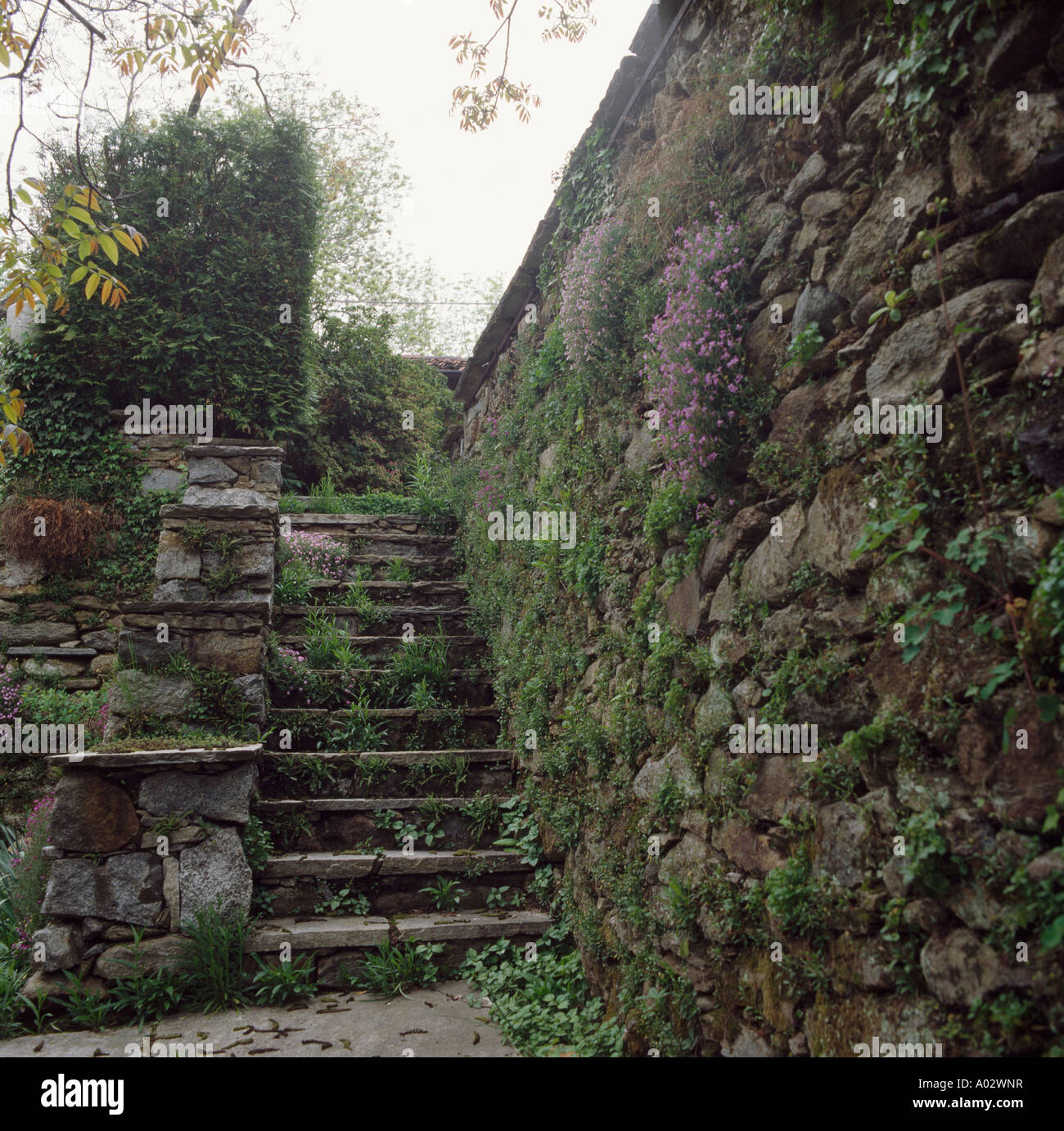 Stone wall and steps in cottage garden Stock Photo - Alamy