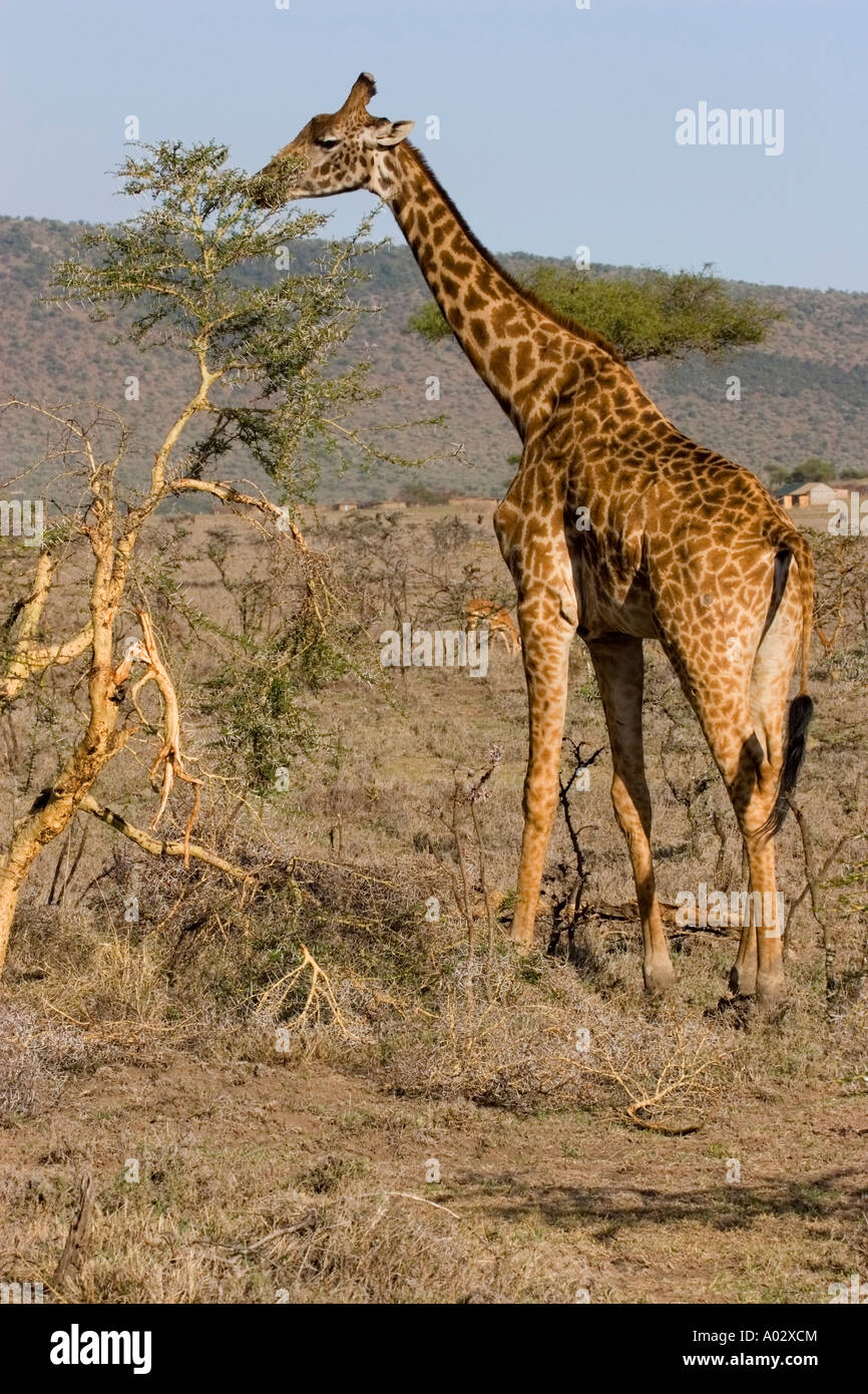 Masai giraffe feeding maasai mara hi-res stock photography and images ...