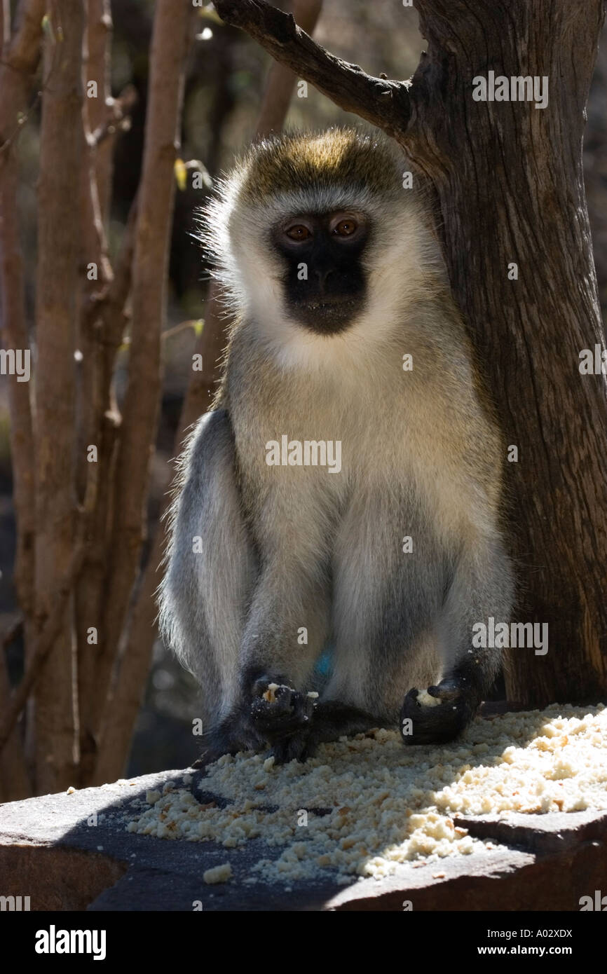 Monkey eating table hi-res stock photography and images - Alamy