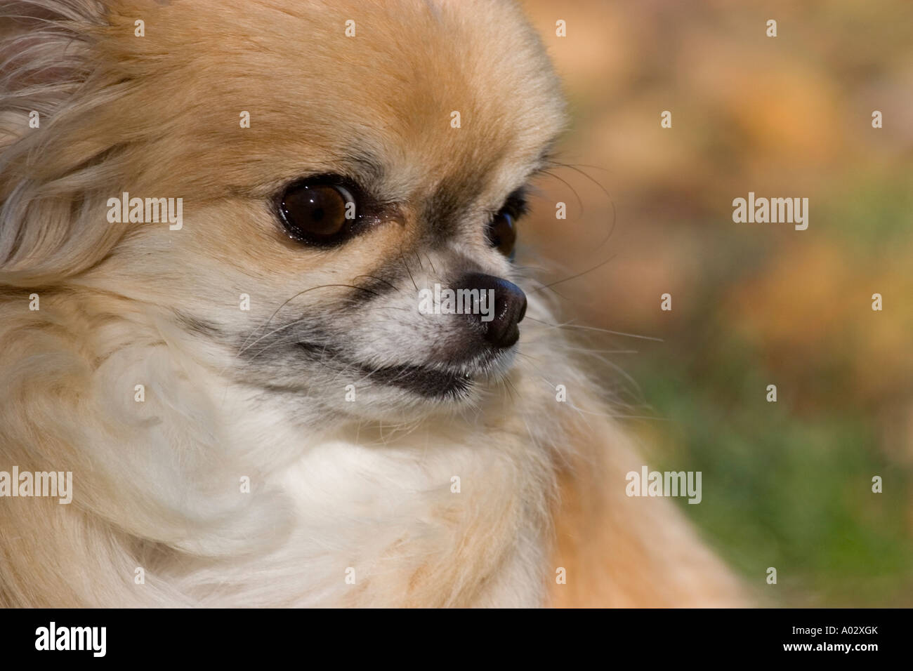 Chiwawa dogs hi-res stock photography and images - Alamy