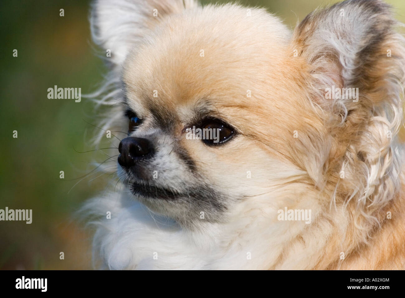 Chiwawa portrait hi-res stock photography and images - Alamy