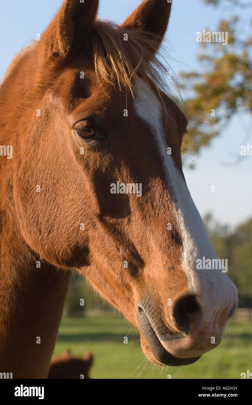 portrait of horse head Stock Photo - Alamy