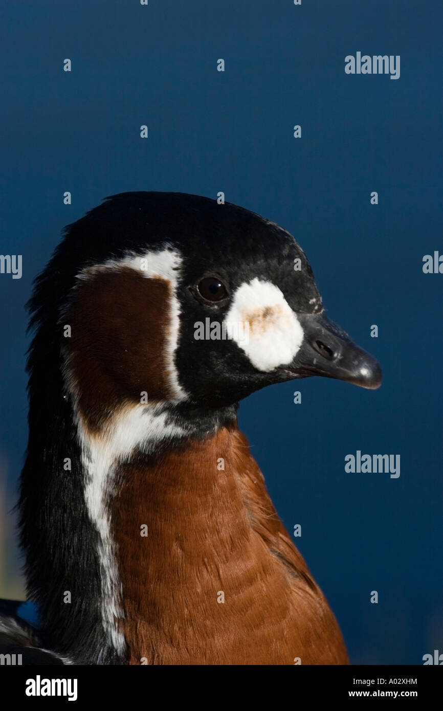 Handsome Goose High Resolution Stock Photography and Images - Alamy