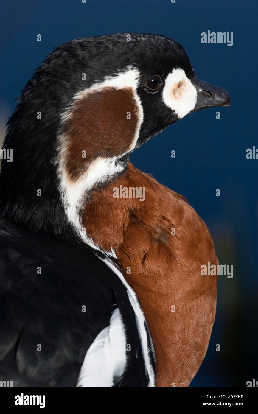 Thinking goose hi-res stock photography and images - Alamy