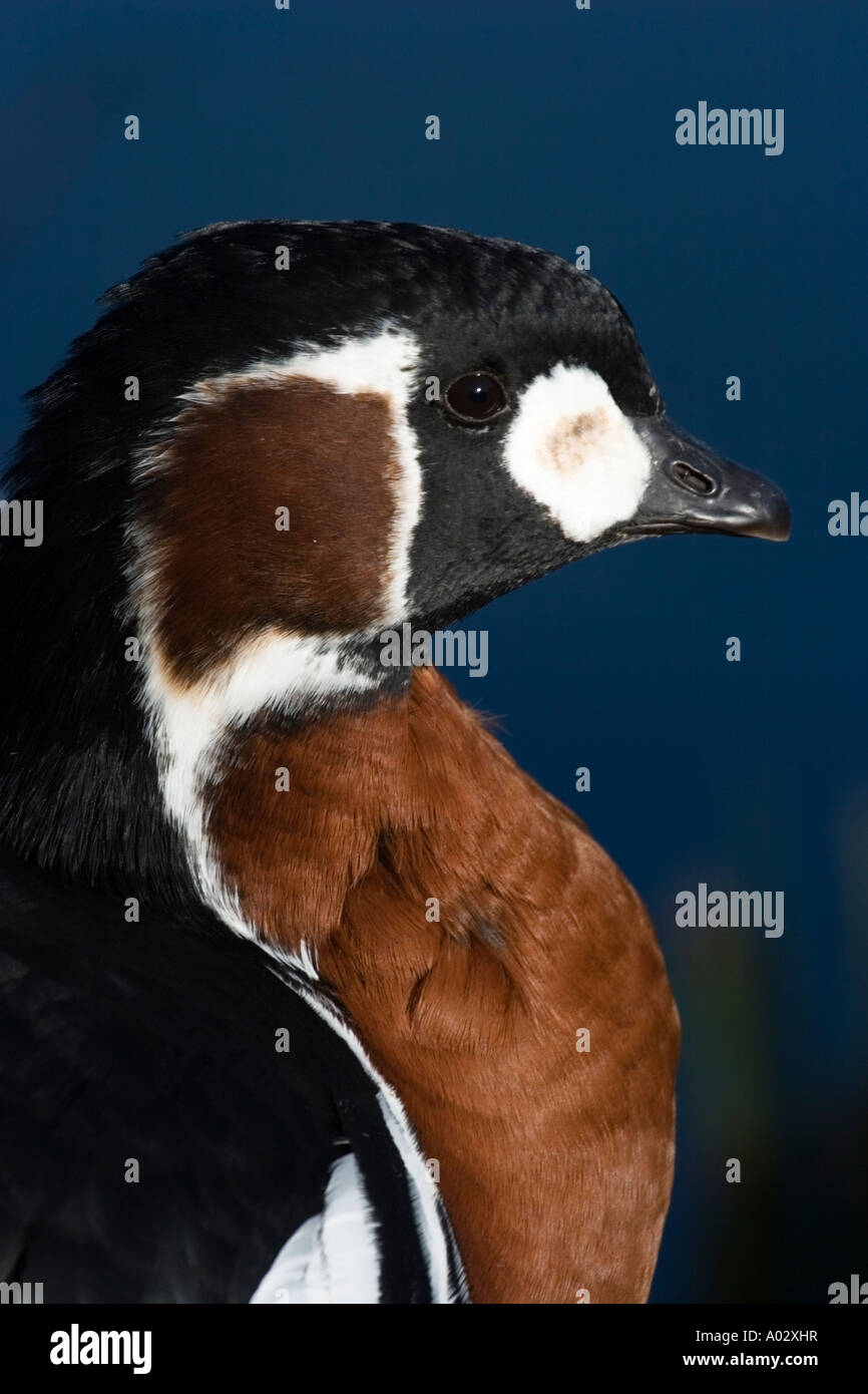 Handsome Goose High Resolution Stock Photography and Images - Alamy