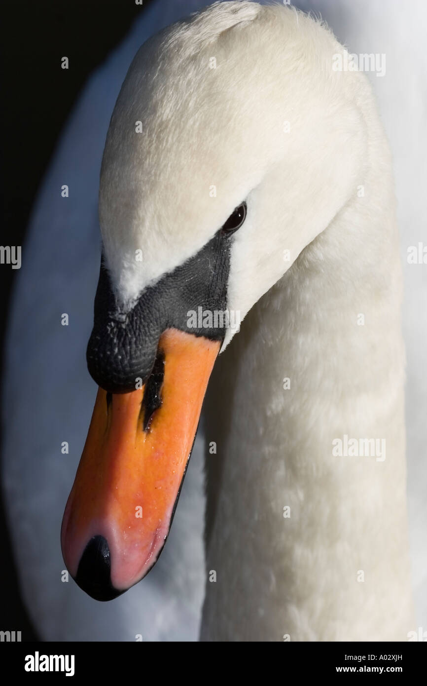Portrait of white swan head and neck Stock Photo - Alamy