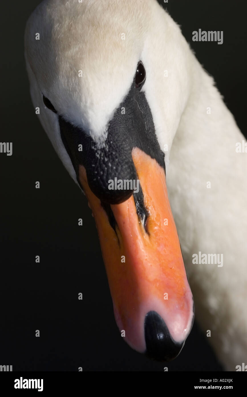 Portrait of white swan head and neck Stock Photo - Alamy