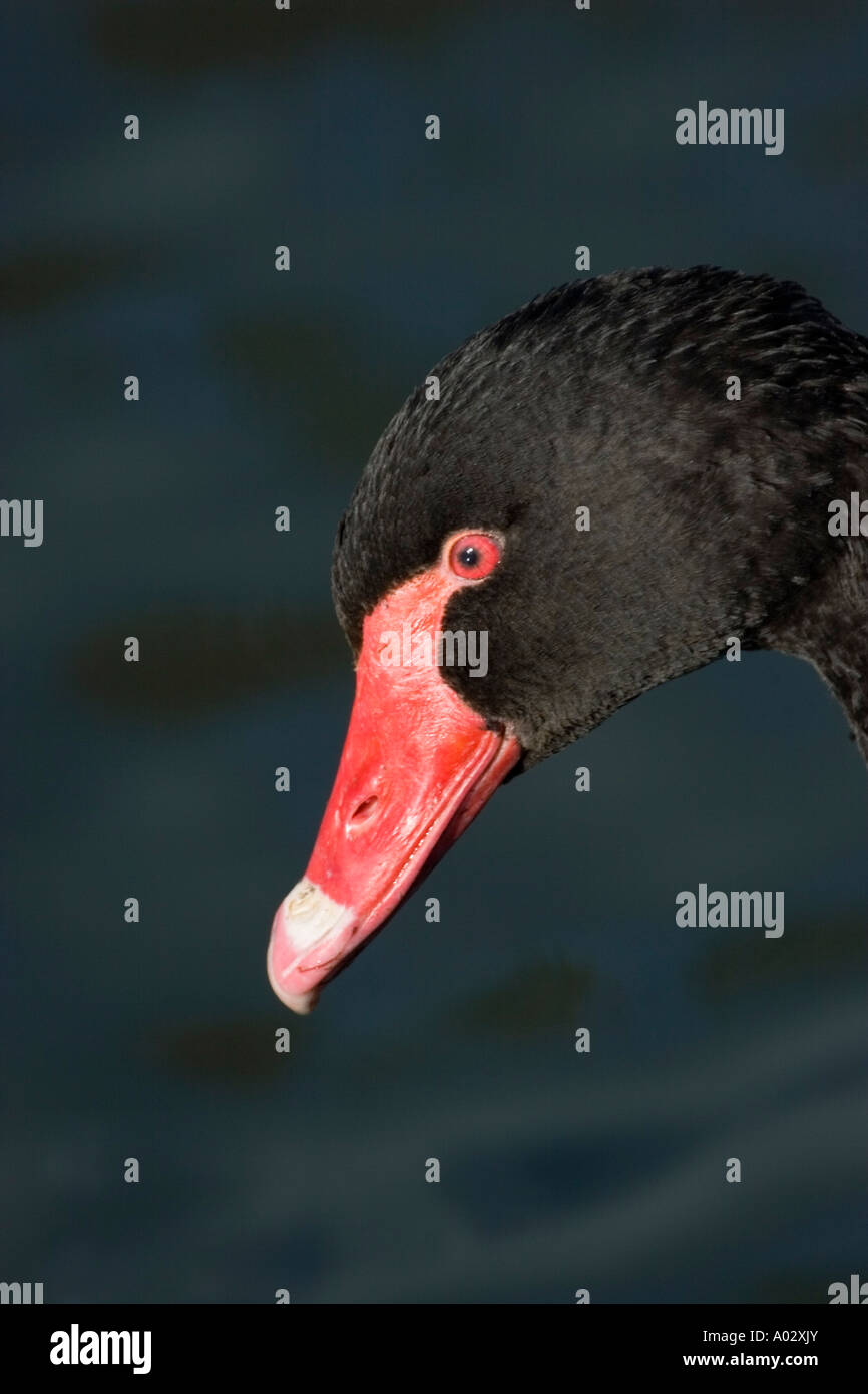 Portrait of Black Swan head Stock Photo - Alamy