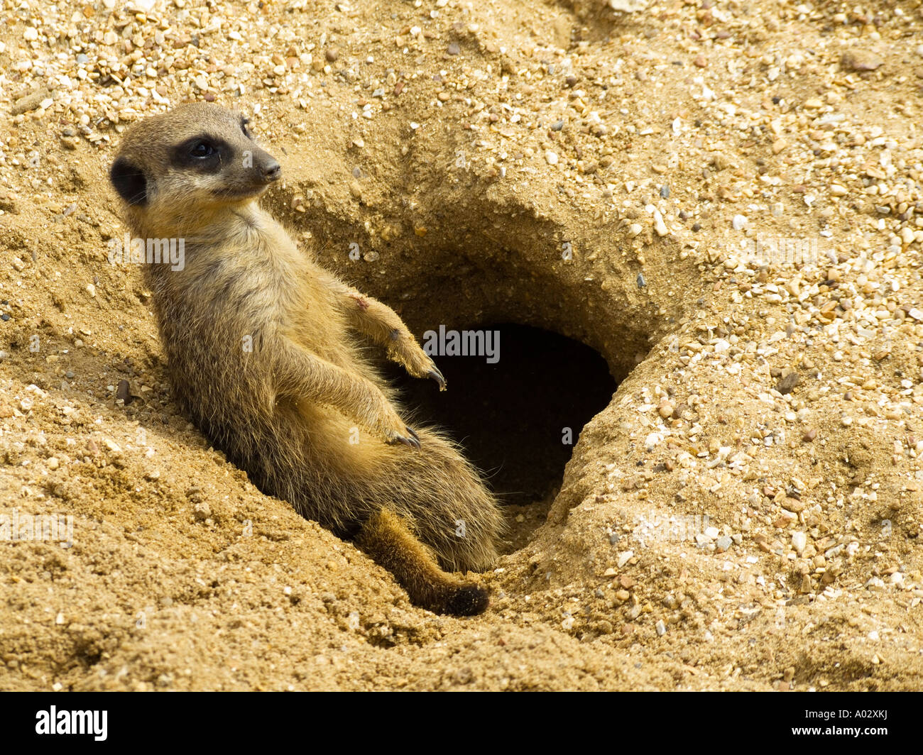Meerkat sitting outside his den Stock Photo - Alamy