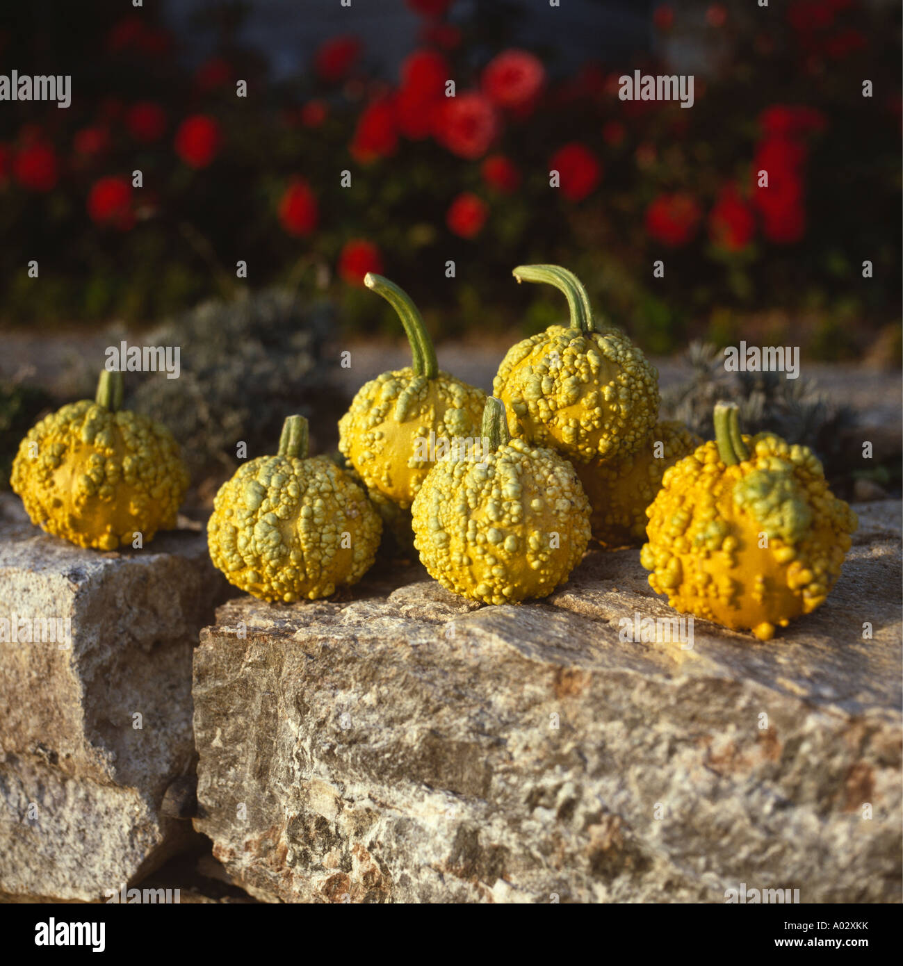 Ornamental goards hi-res stock photography and images - Alamy