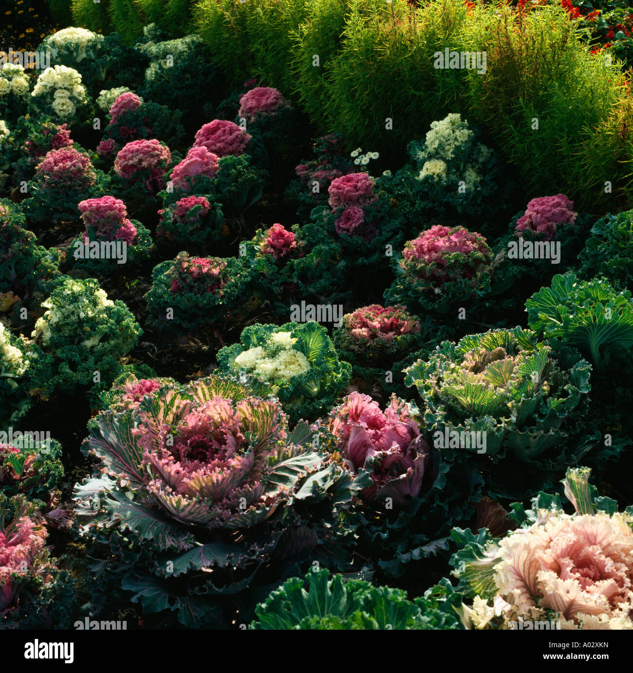 Ornamental cabbages container hi-res stock photography and images - Alamy