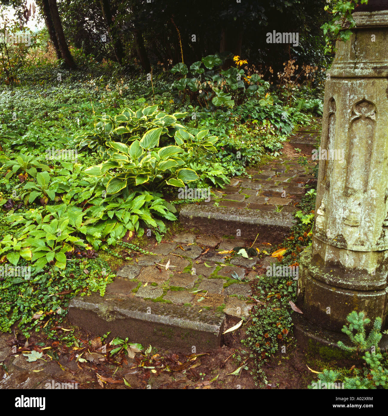 Underplanting hi-res stock photography and images - Alamy