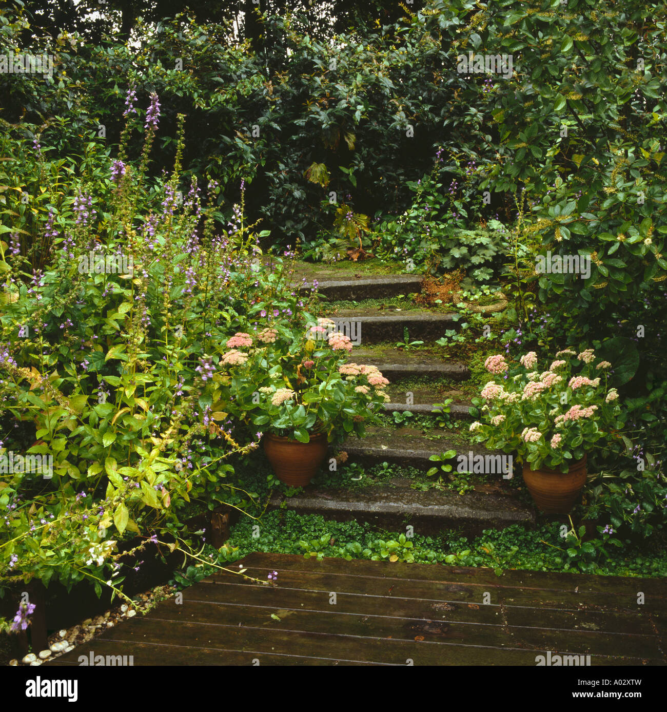 Pots of sedums on either side of curved shallow stone steps after rain ...