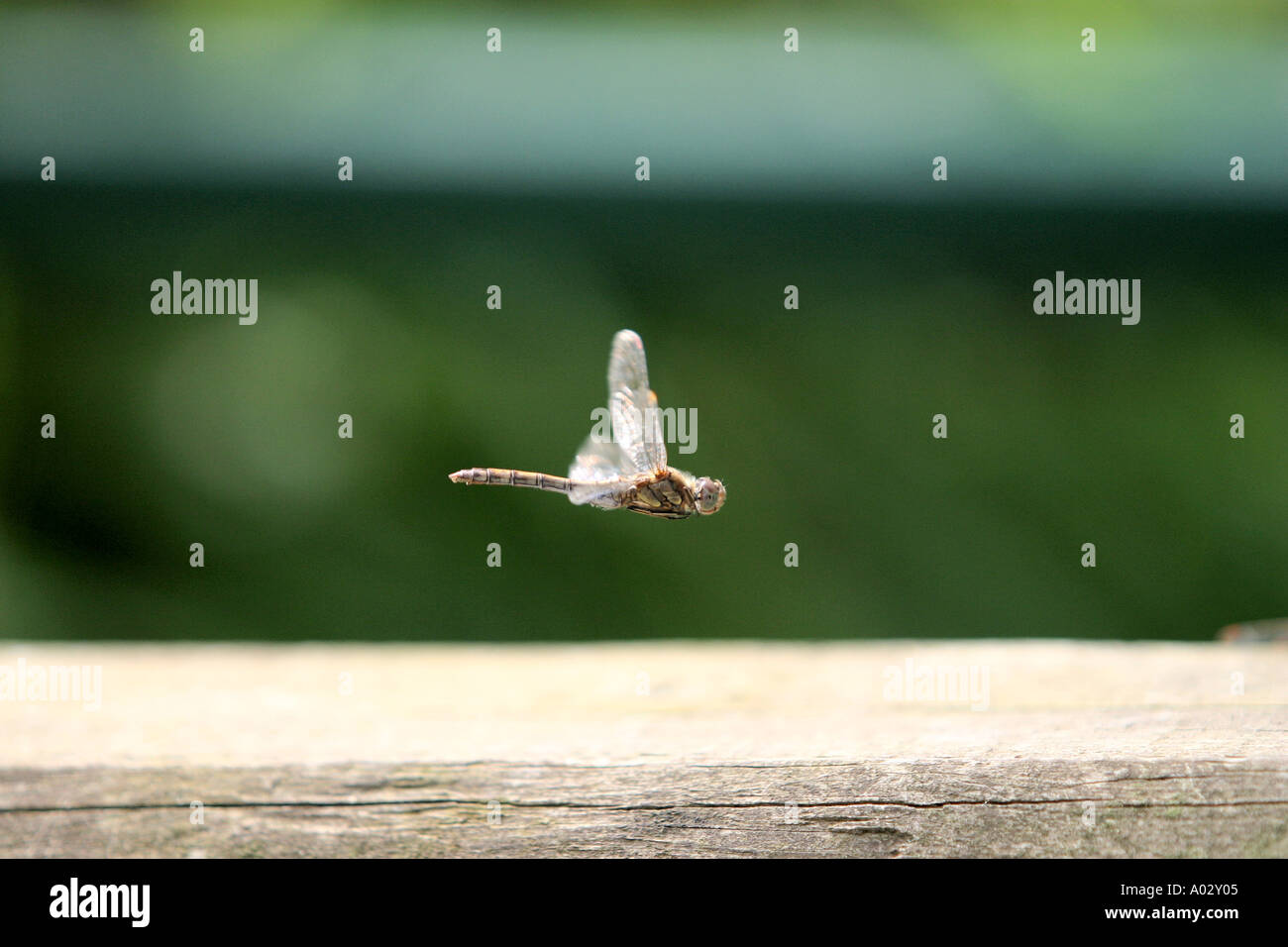 A side view of a dragonfly in flight with wings beating and body and ...